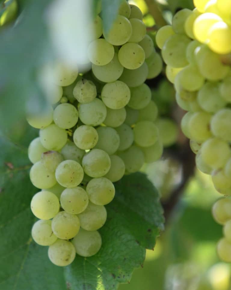 Cold Weather Grapes - Wide River Winery