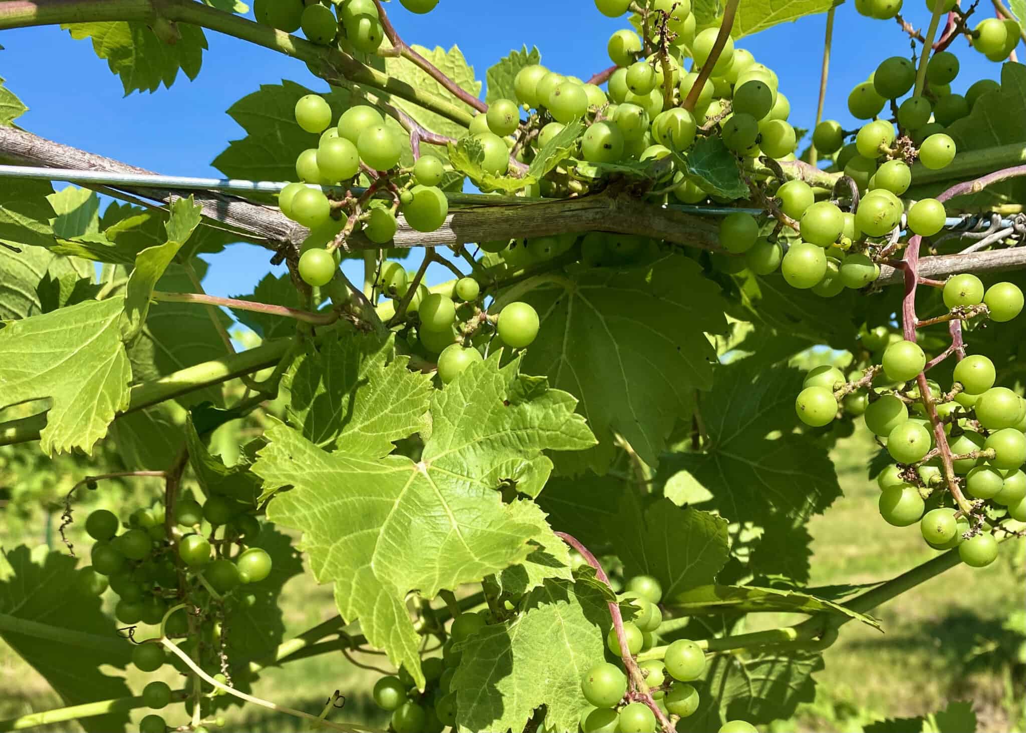 All About Our Grapes - Wide River Winery